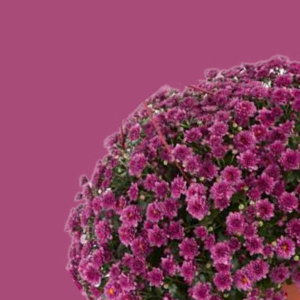 Skye Pink Potted Garden Mum – Flourish Farmette