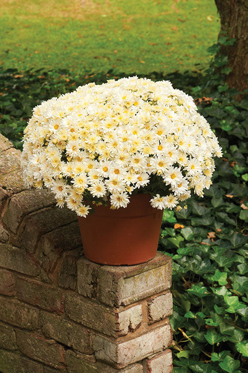 Igloo Hardy Mum - Icicle – Flourish Farmette