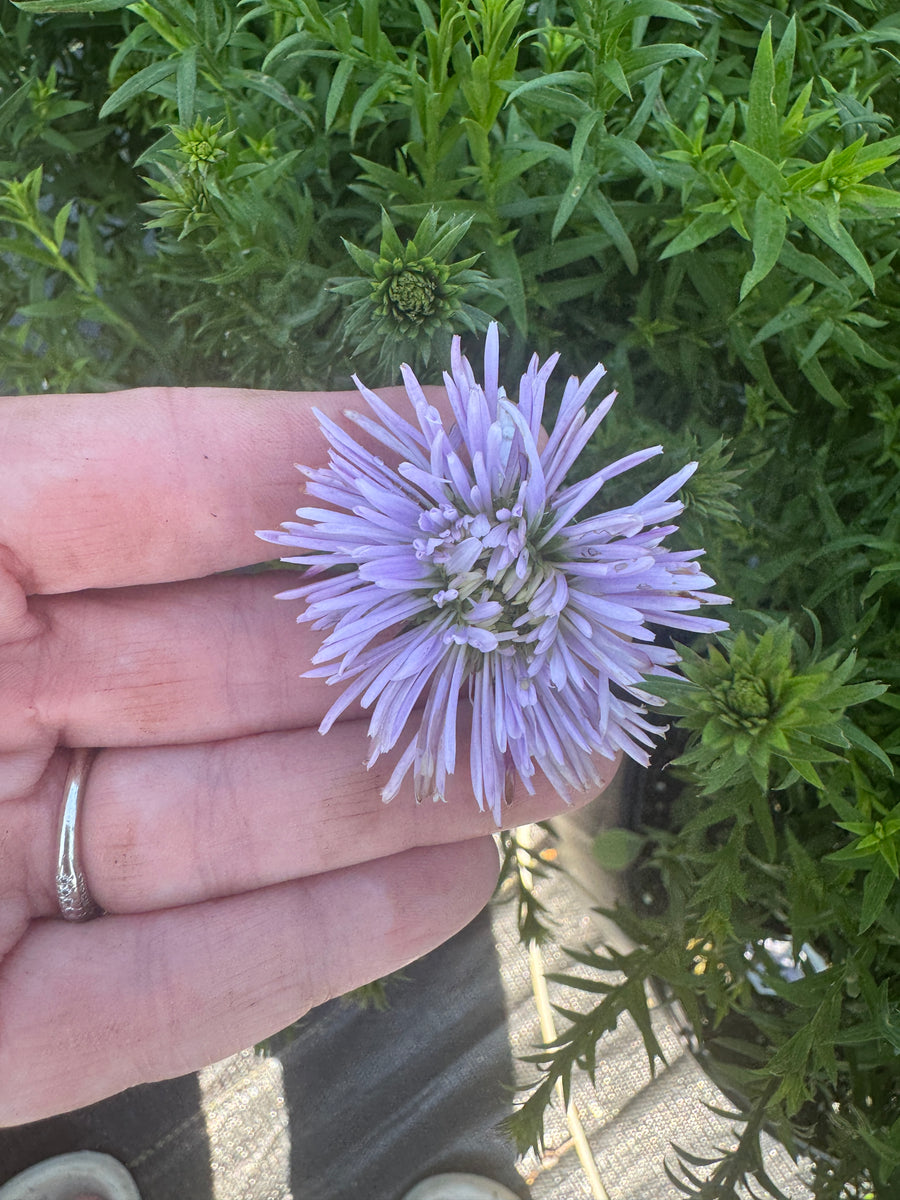 Showmakers Lilac Sunset Aster – Flourish Farmette
