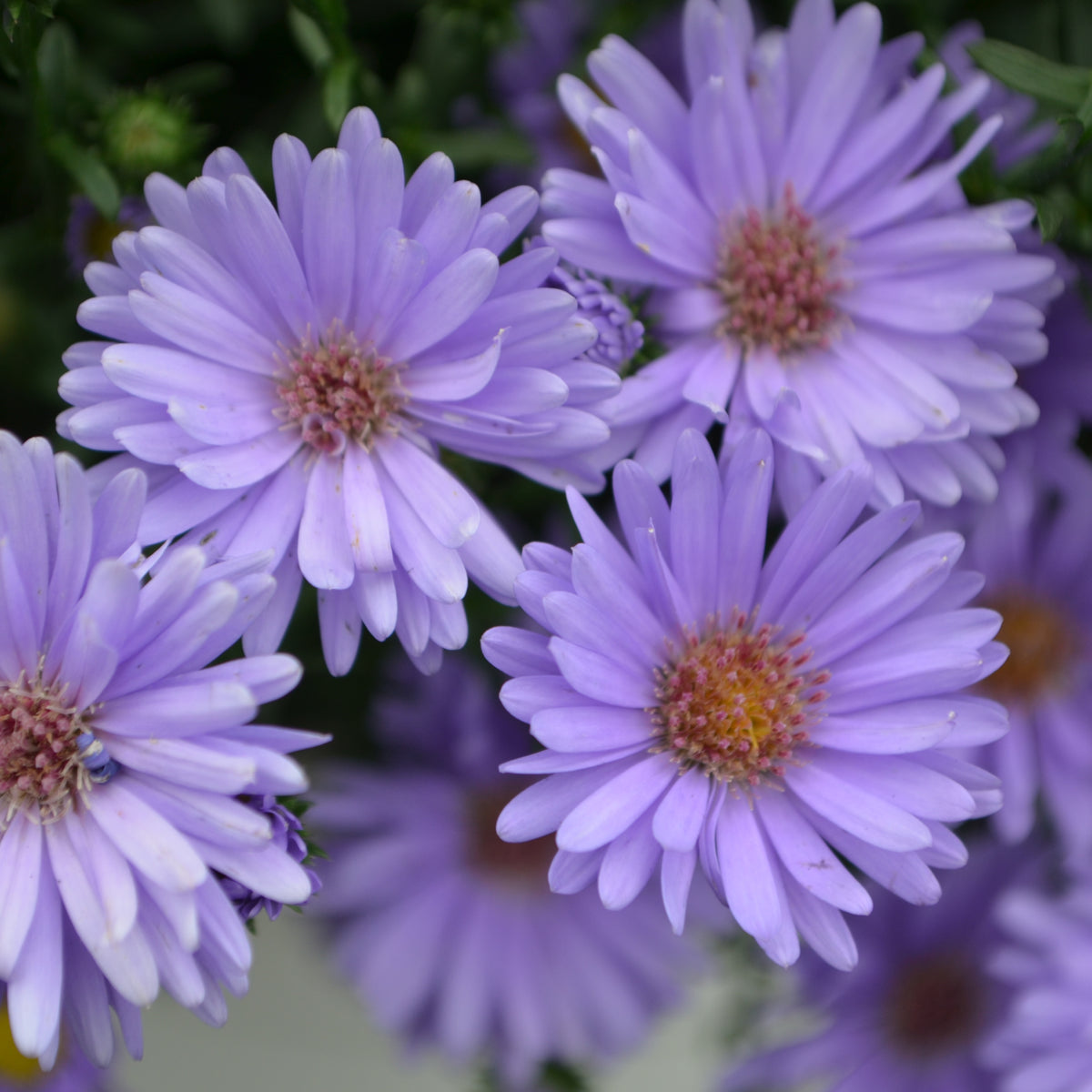 Days Blue Potted Aster – Flourish Farmette